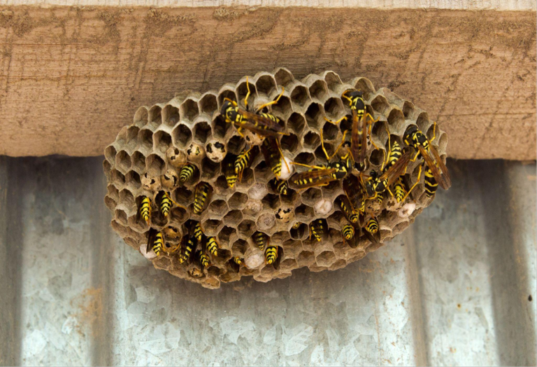 The Yellow Jacket Wasp Life Cycle: Explained