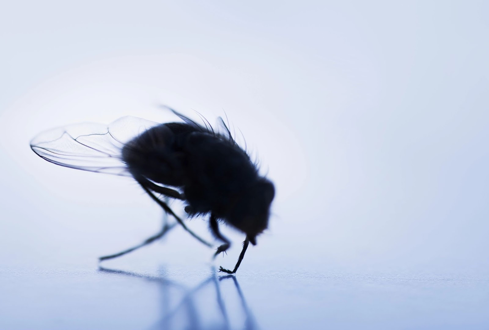 Here's How To Control Flies Outside Your Home | Fly Control in ...