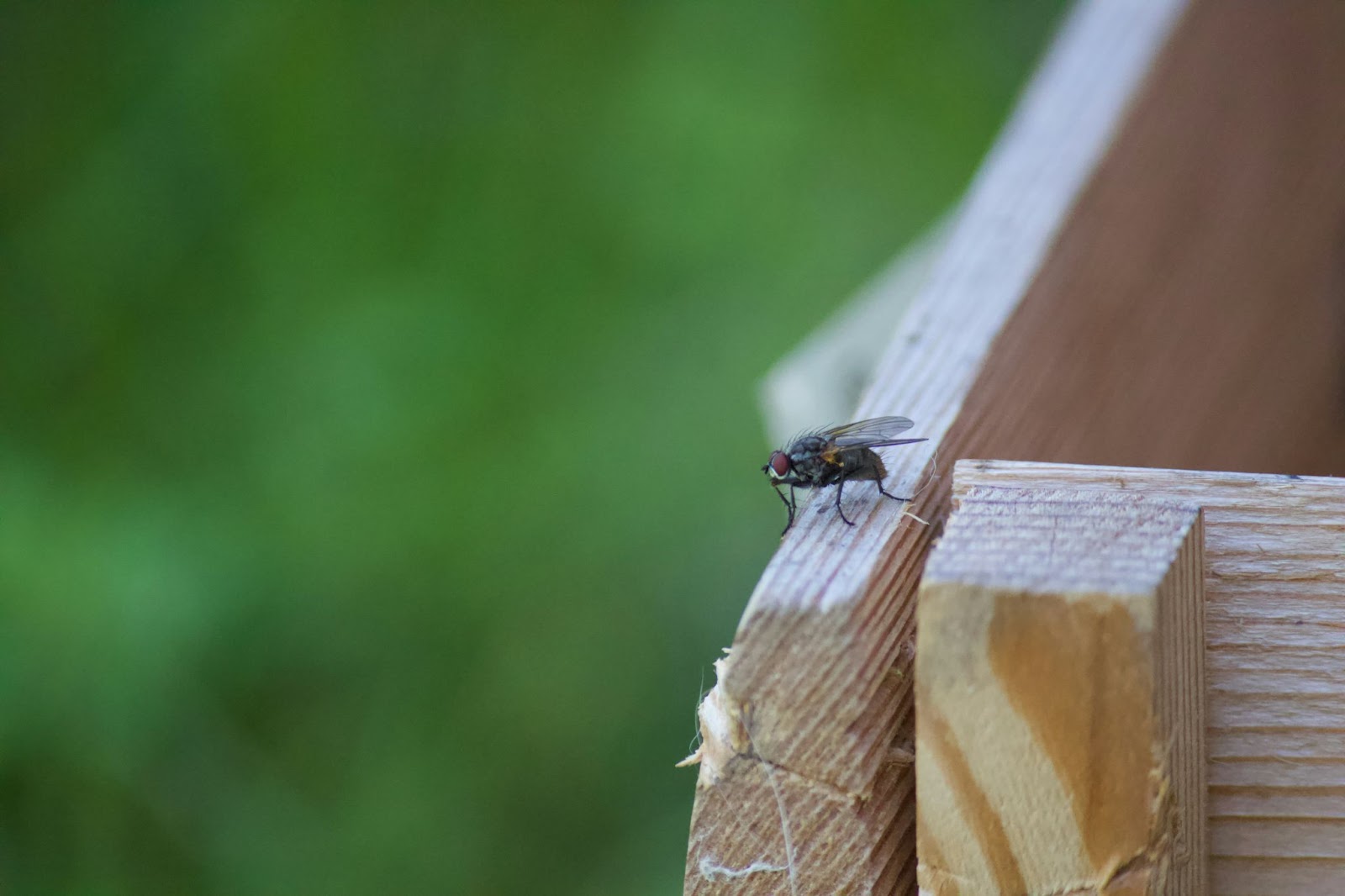 Best Pest Control in Greenville, SC | Action Pest Services
