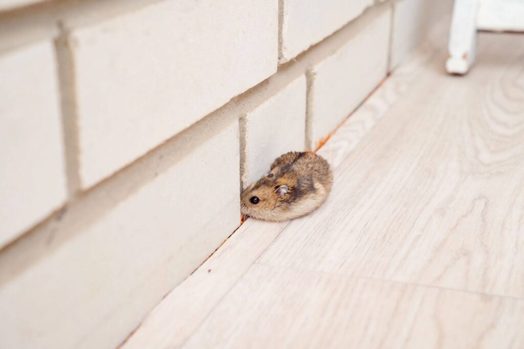7 Alarming Clues Mice Are Already Inside | Action Pest Services